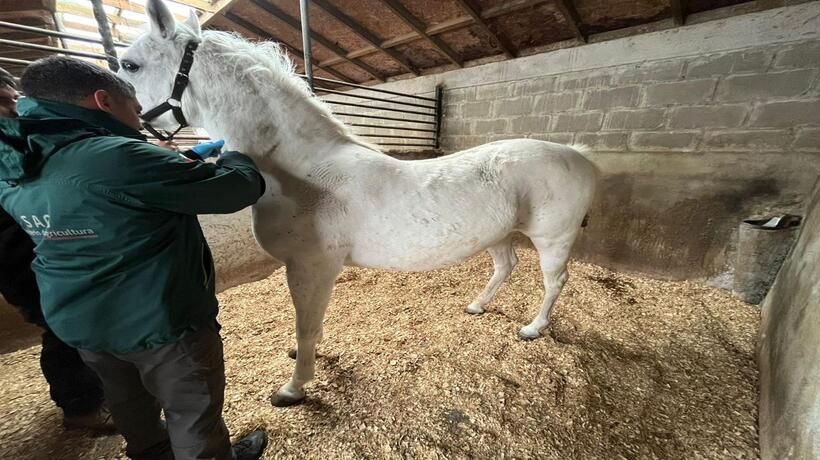 La Araucanía registra más de 20 caballos sacrificados por anemia ...